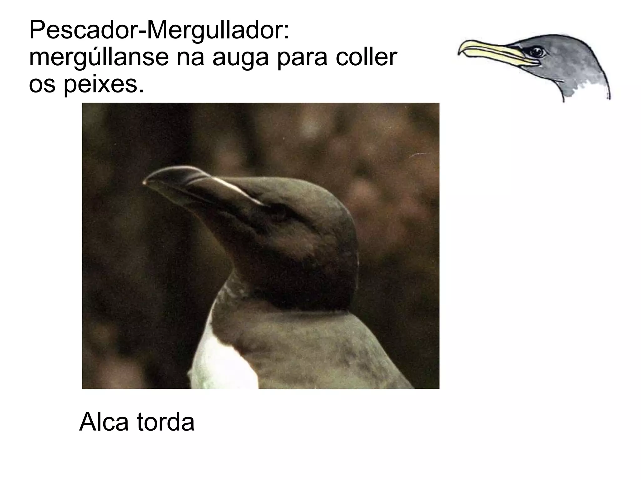 Peteiros das aves | PPSX