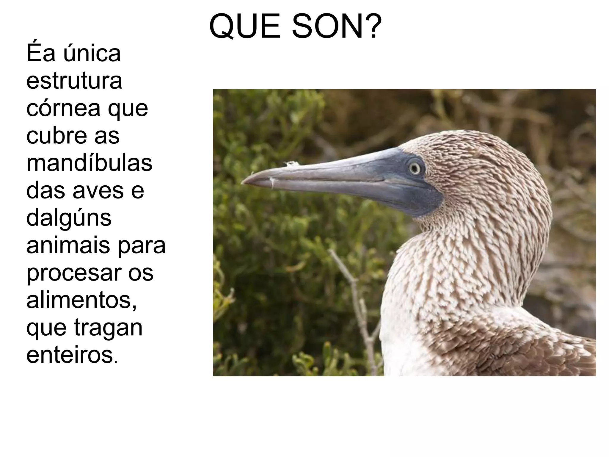 Peteiros das aves | PPSX