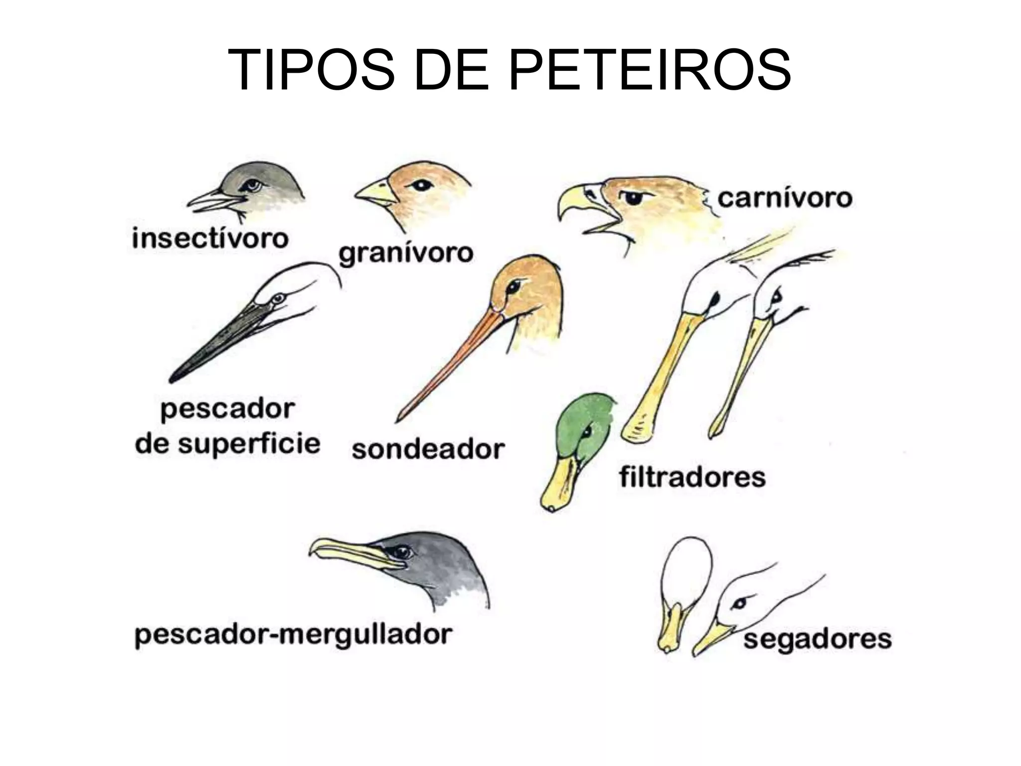 Peteiros das aves | PPSX