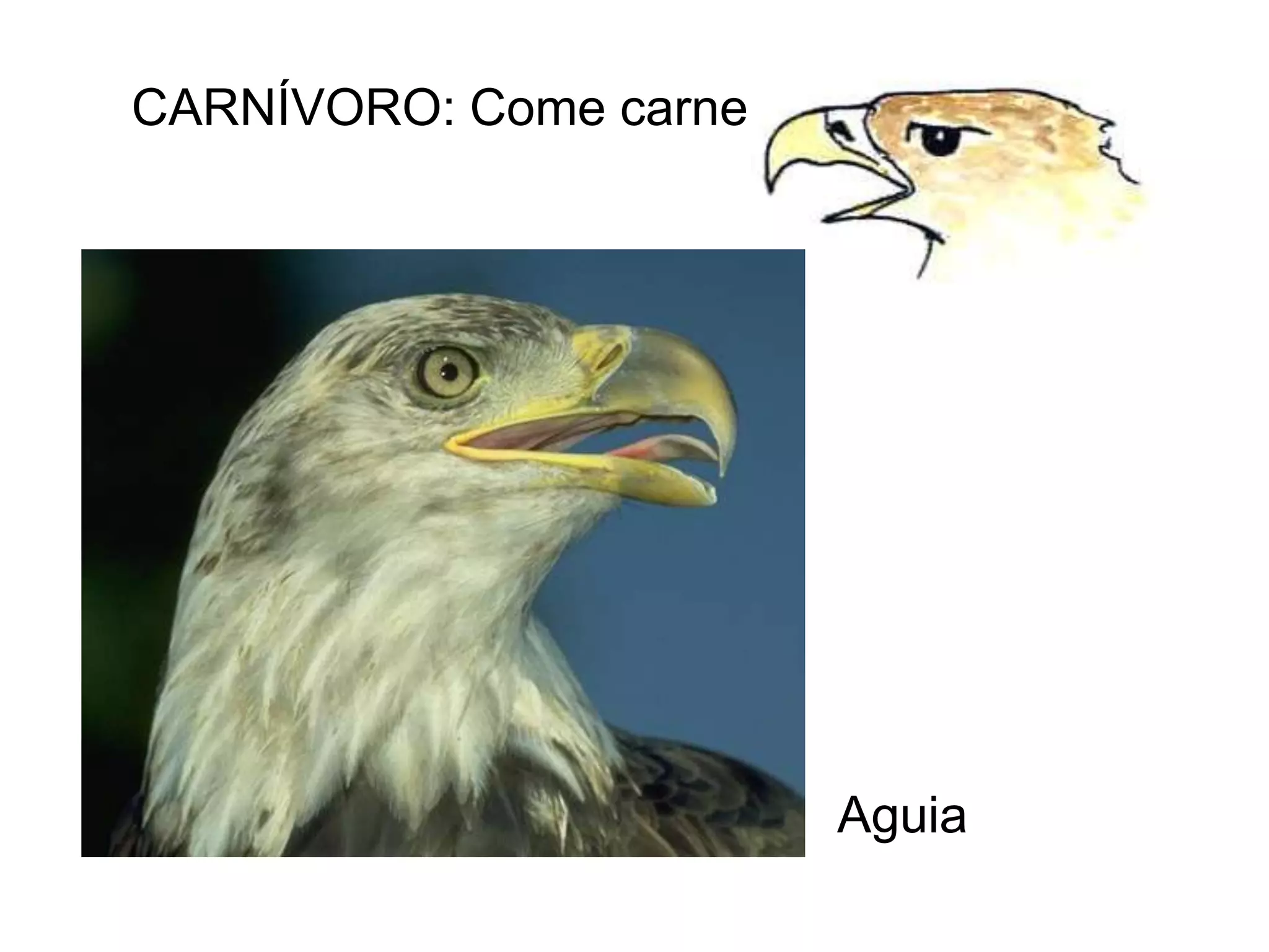 Peteiros das aves | PPSX