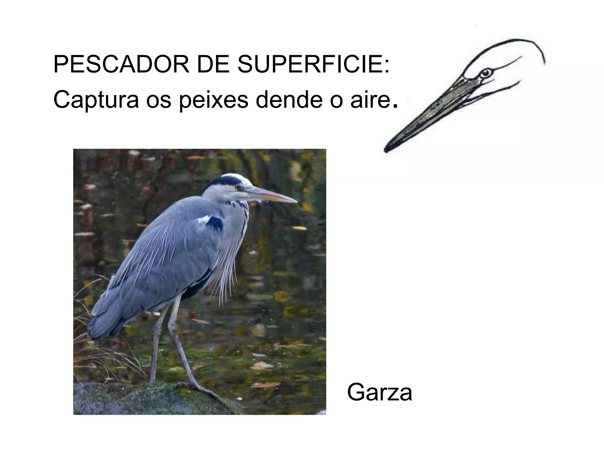 Peteiros das aves | PPSX