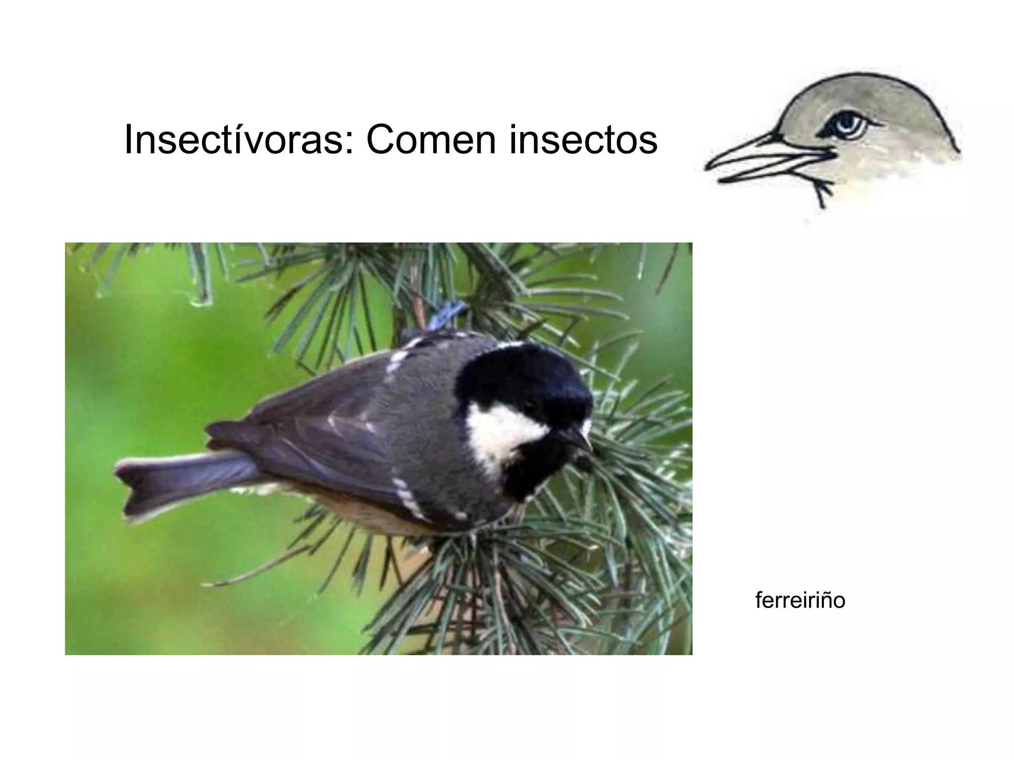 Peteiros das aves | PPSX