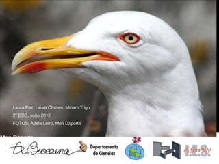 Peteiros das aves | PPSX