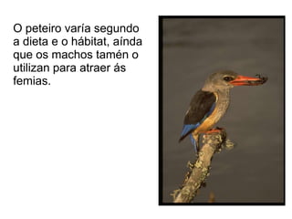 Peteiros das aves | PPSX