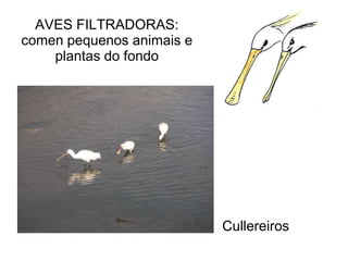 Peteiros das aves | PPSX