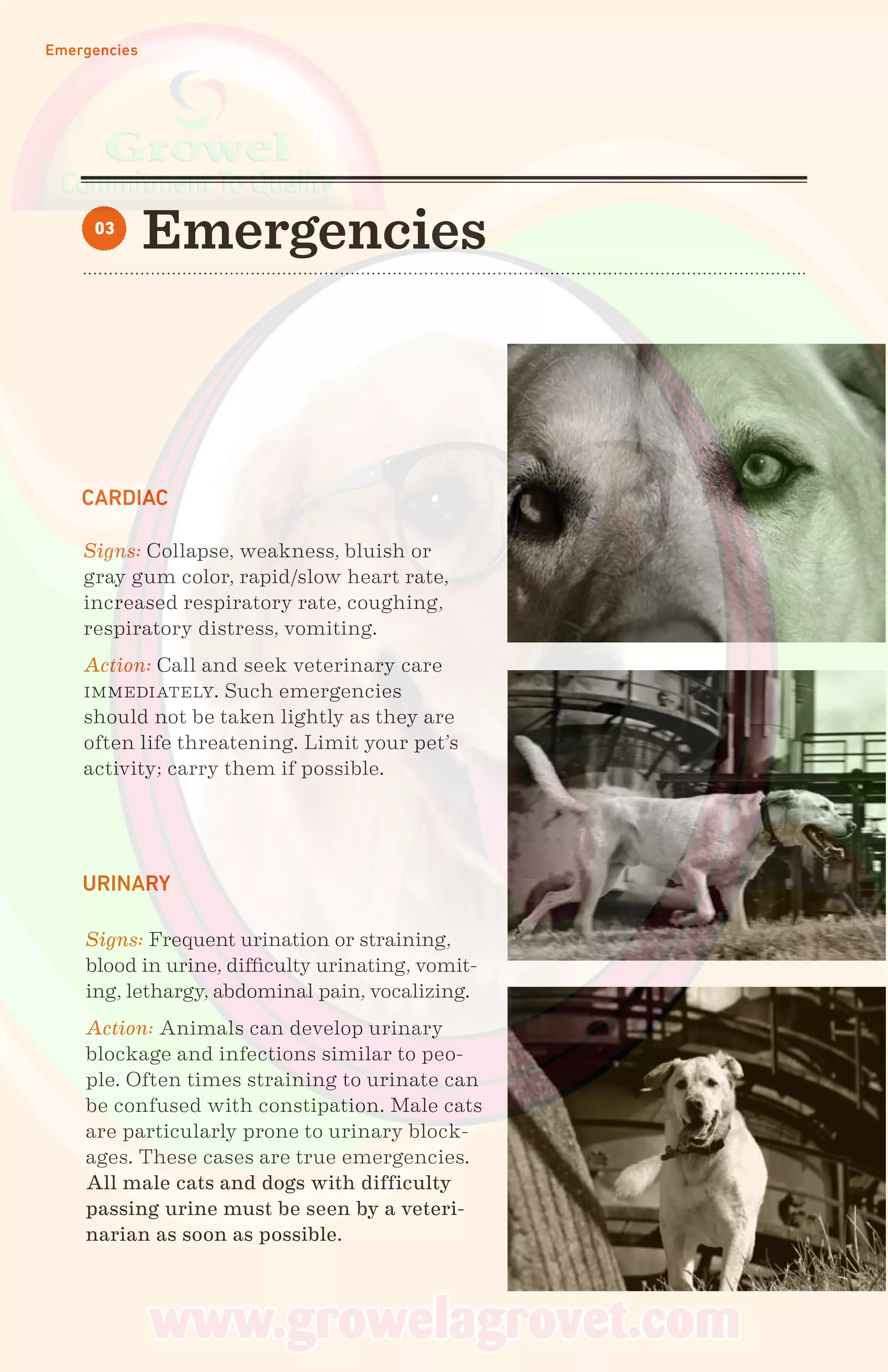 Is Ple In Dogs Fatal