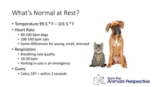 Pet first aid and cpr | PPTX