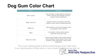 Pet first aid and cpr | PPTX