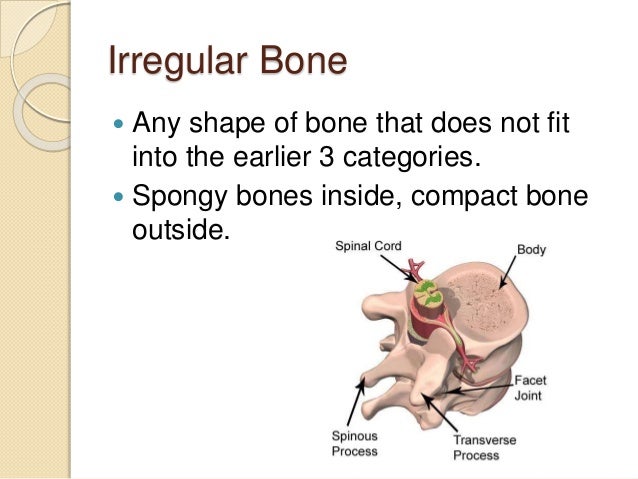 5.2 functions of skeleton