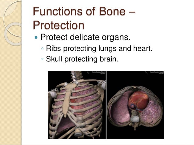 5.2 functions of skeleton