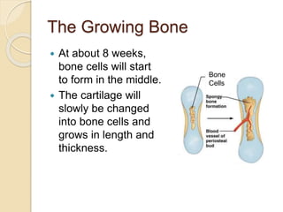 5.3 bone growth | PPTX