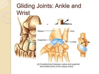 Gliding Joint Ankle