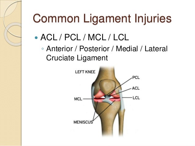 Diagram Of Acl Pcl Mcl Lcl Knee