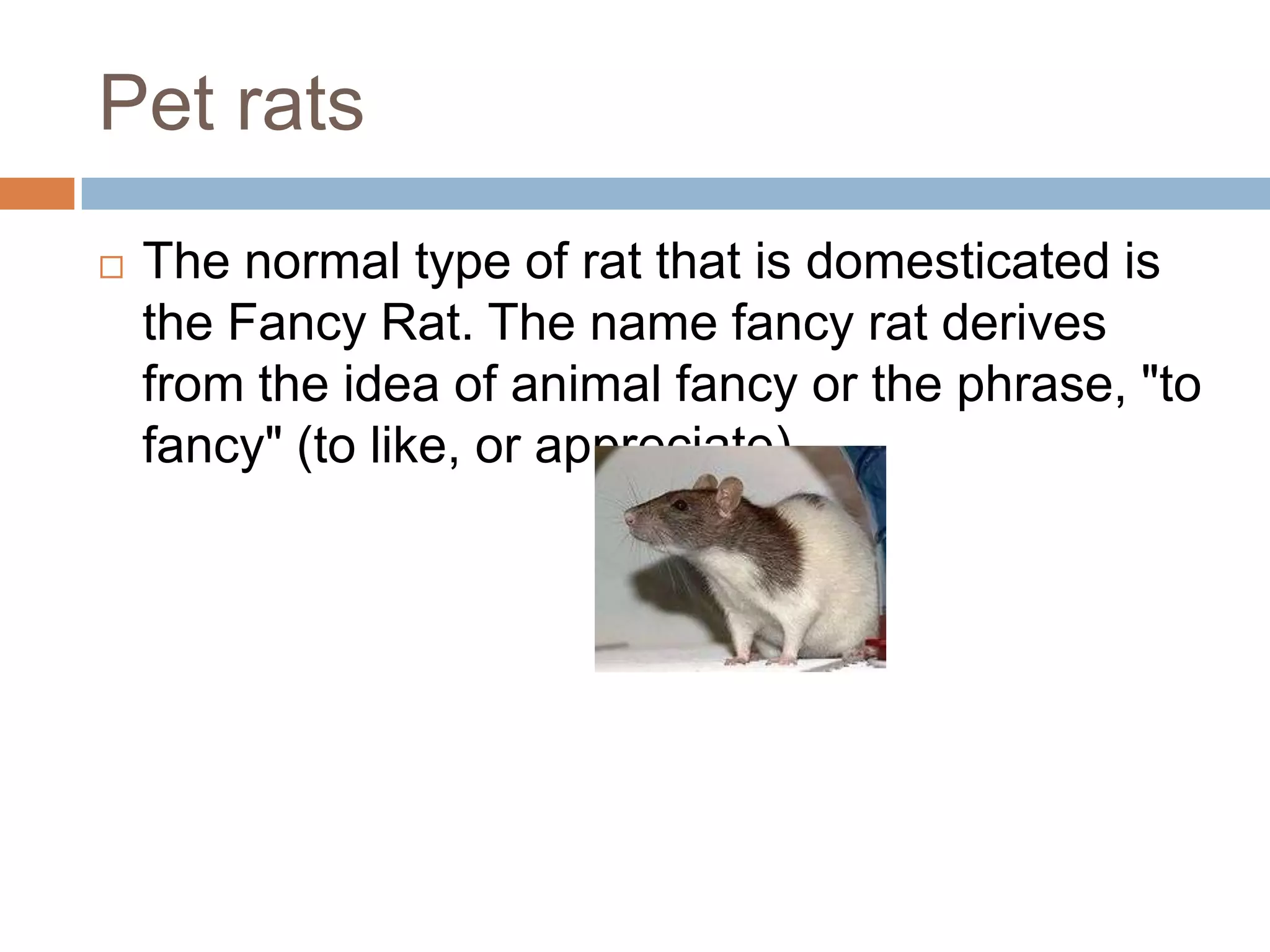 Rats Info | PPT