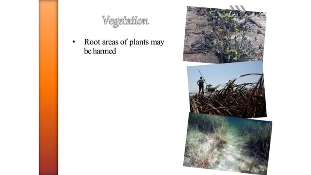Petroleum hydrocarbon pollution in marine environment | PPTX