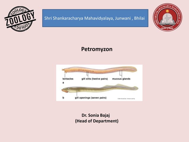 Petromyzon -External features and comparative hagfish | PPTX | Ear ...