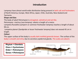 Petromyzon -External features and comparative hagfish | PPTX