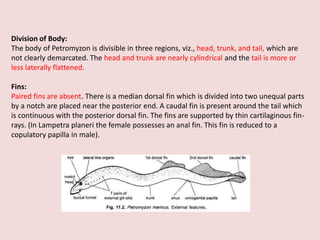 Petromyzon -External features and comparative hagfish | PPTX