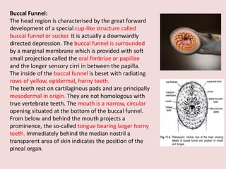 Petromyzon -External features and comparative hagfish | PPTX