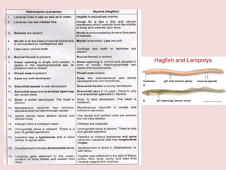 Petromyzon -External features and comparative hagfish | PPTX
