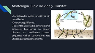 Peces: Orden Petromyzontiformes (Lampreas) | PPTX