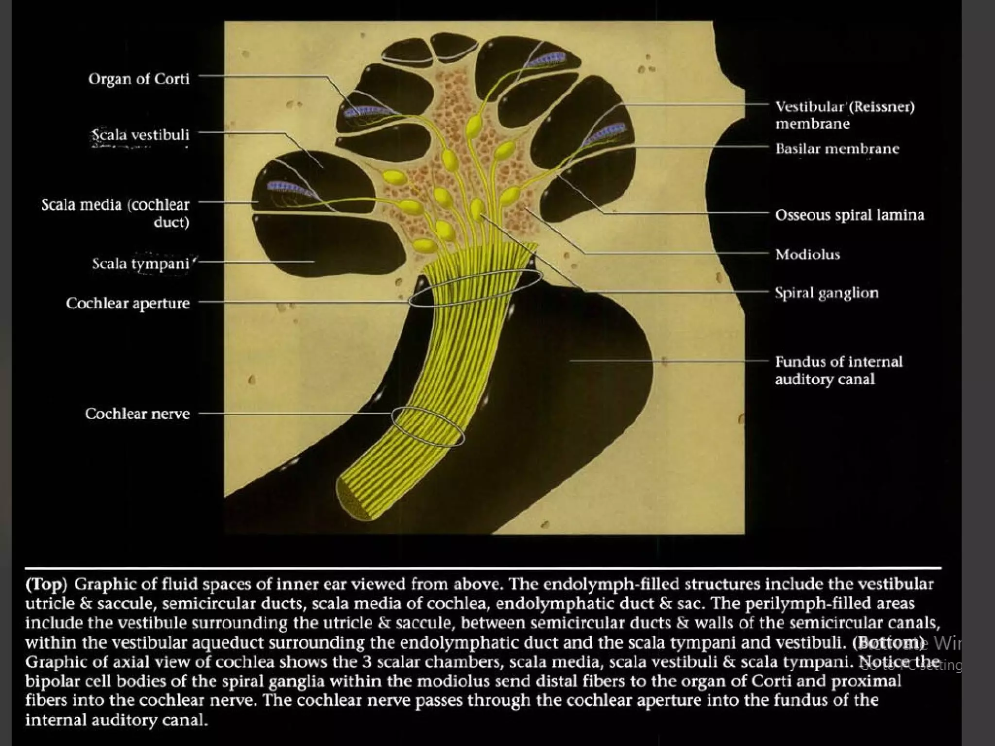 Temporal bone Radiologic anatomy.. In depth | PPT
