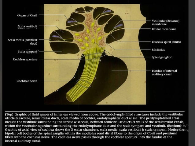 Temporal bone Radiologic anatomy.. In depth | PPT