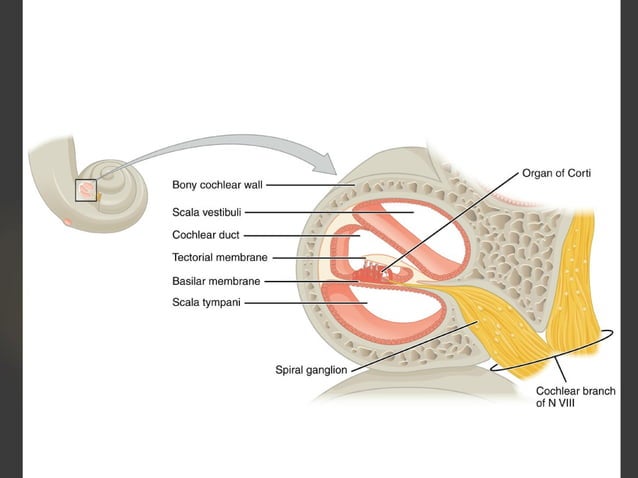 Temporal bone Radiologic anatomy.. In depth | PPT