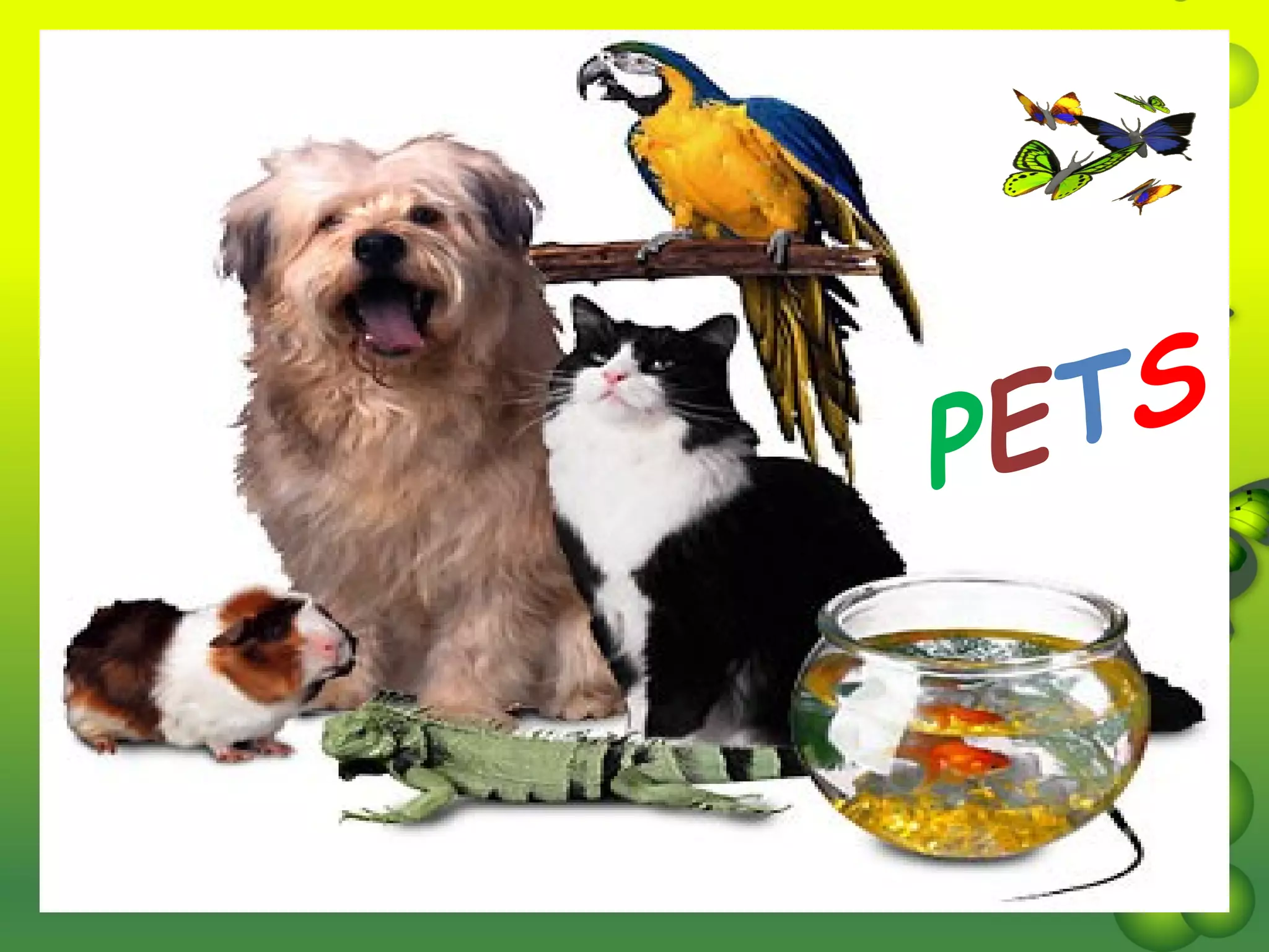 What does pet mean? | PPT