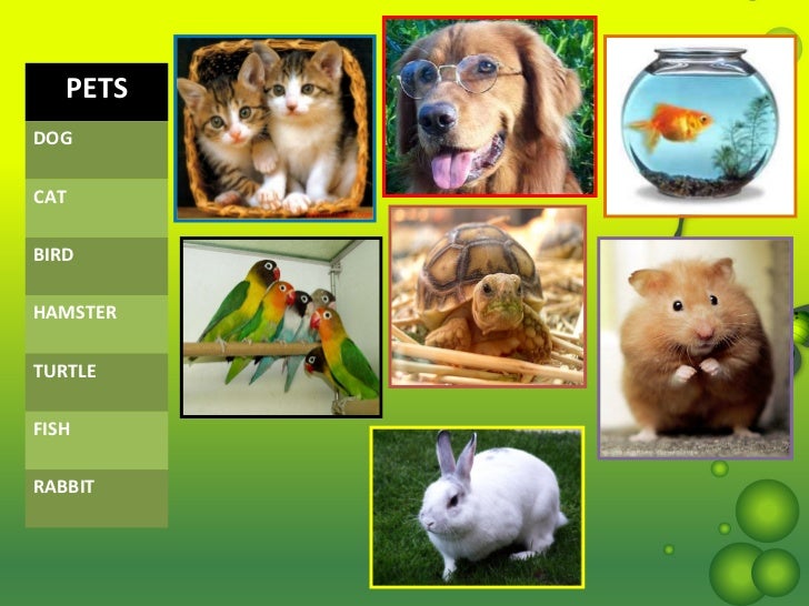 What Does Pet Mean What Does Pet Mean