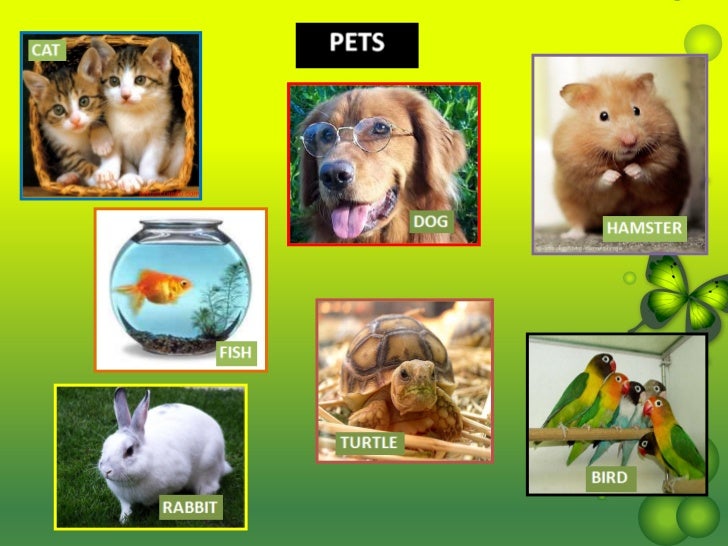 What Does Pet Mean What Does Pet Mean