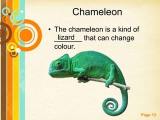ESL Pets Vocabulary and Grammar Lesson | PPTX