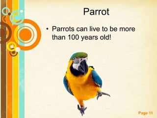 ESL Pets Vocabulary and Grammar Lesson | PPT