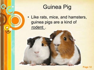 ESL Pets Vocabulary and Grammar Lesson | PPT