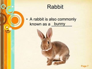 ESL Pets Vocabulary and Grammar Lesson | PPT