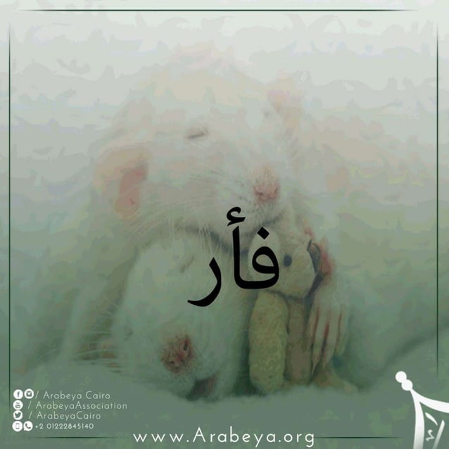 Pets in Arabic language الحيوانات الأليفة في اللغة العربية | PPSX