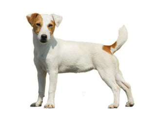 Pets pictionary-activities-promoting-classroom-dynamics-group-form ...