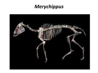 Petunjuk evolusi | PPTX