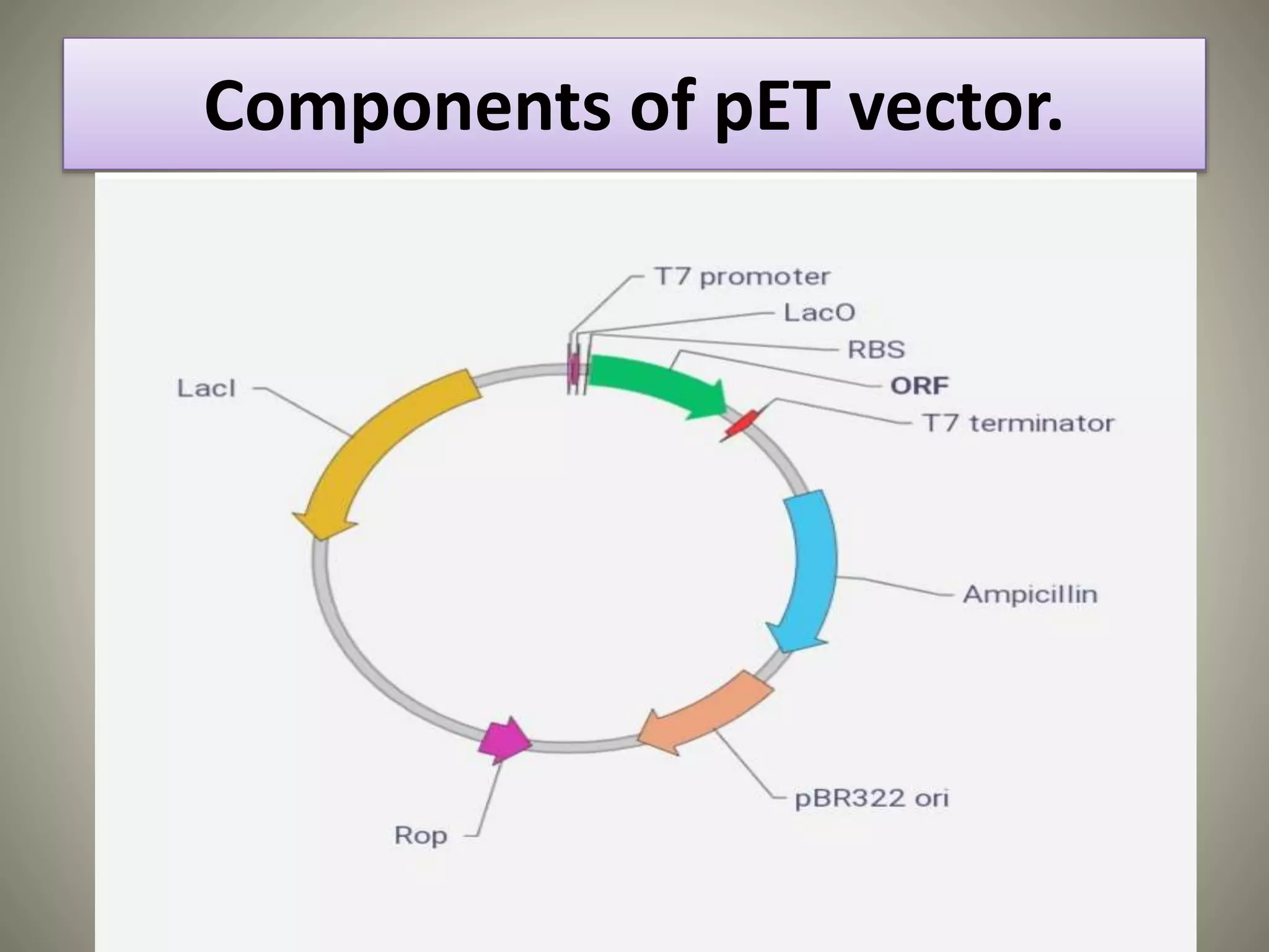 pET vector. Plasmid for Expression by T7 RNA Polymerase. | PPTX