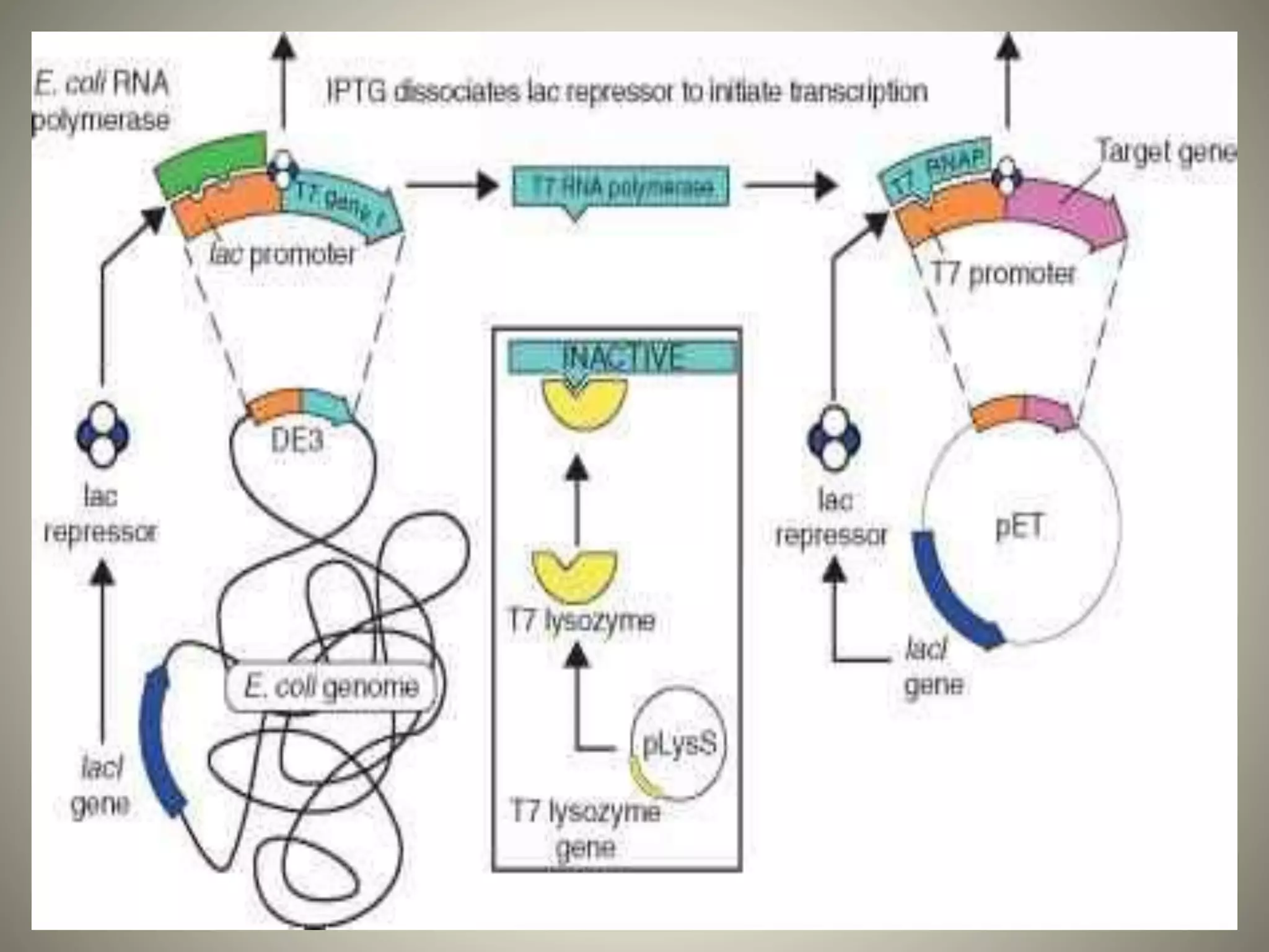 pET vector. Plasmid for Expression by T7 RNA Polymerase. | PPTX