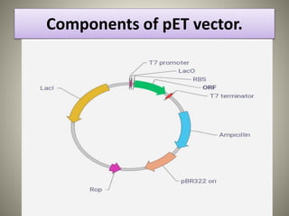 pET vector. Plasmid for Expression by T7 RNA Polymerase. | PPTX