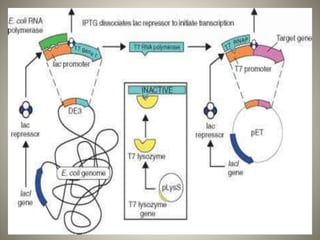 pET vector. Plasmid for Expression by T7 RNA Polymerase. | PPTX