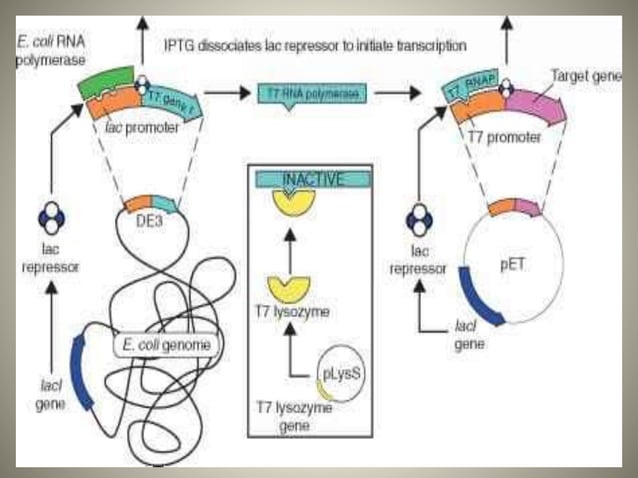 pET vector. Plasmid for Expression by T7 RNA Polymerase. | PPTX ...