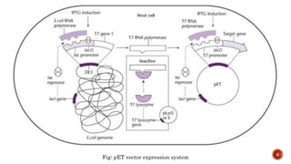 pET vectors | PPTX