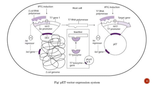 pET vectors | PPT