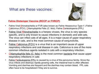 Pet wellness month | PPT