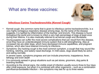 Pet wellness month | PPT