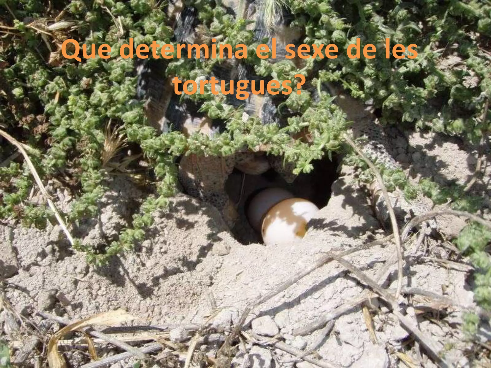 Petxa kutxa tortugues (1) | PPTX