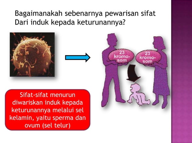 Pewarisan sifat | PPTX