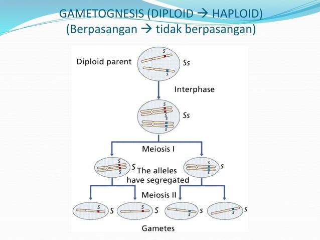 PEWARISAN SIFAT pada makhluk hidup materi kelas 9 | PPT